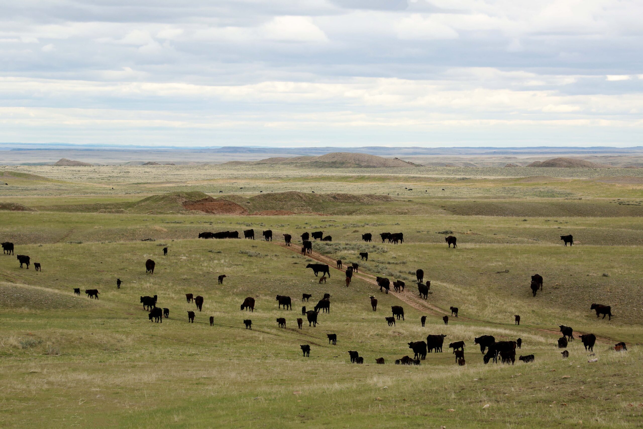 Livestock Photos - CSnow Imagery